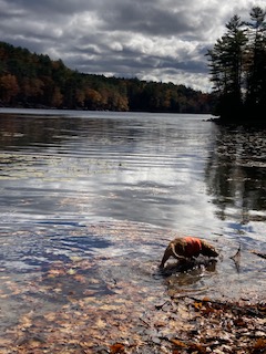Sebago Cove Trail – Denmark Mountain Hikers